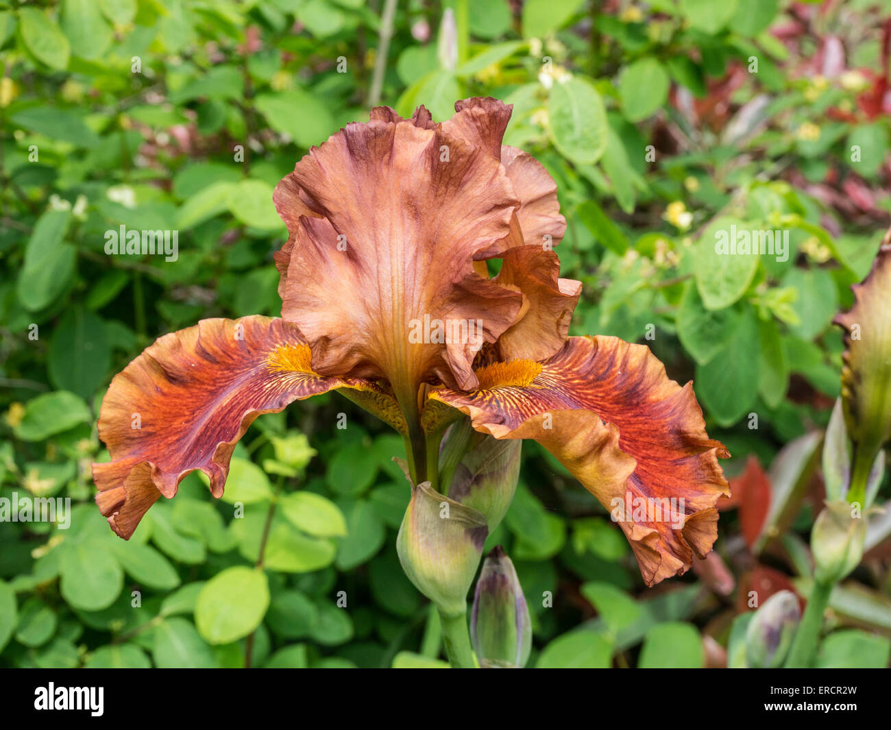 Iris 'Carnival Time flower Stock Photo - Alamy