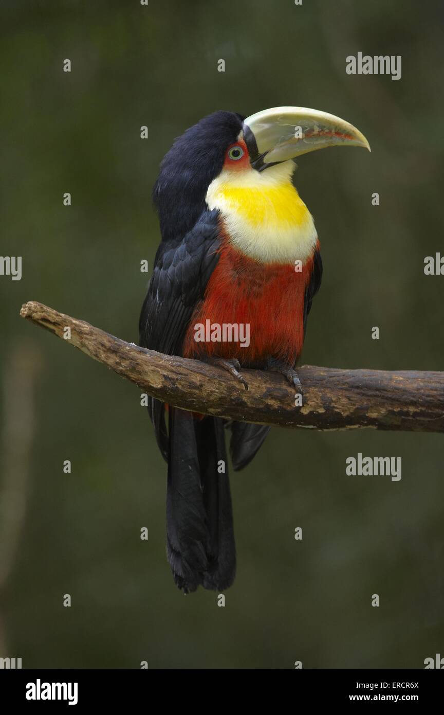 Red breasted toucan hi-res stock photography and images - Alamy