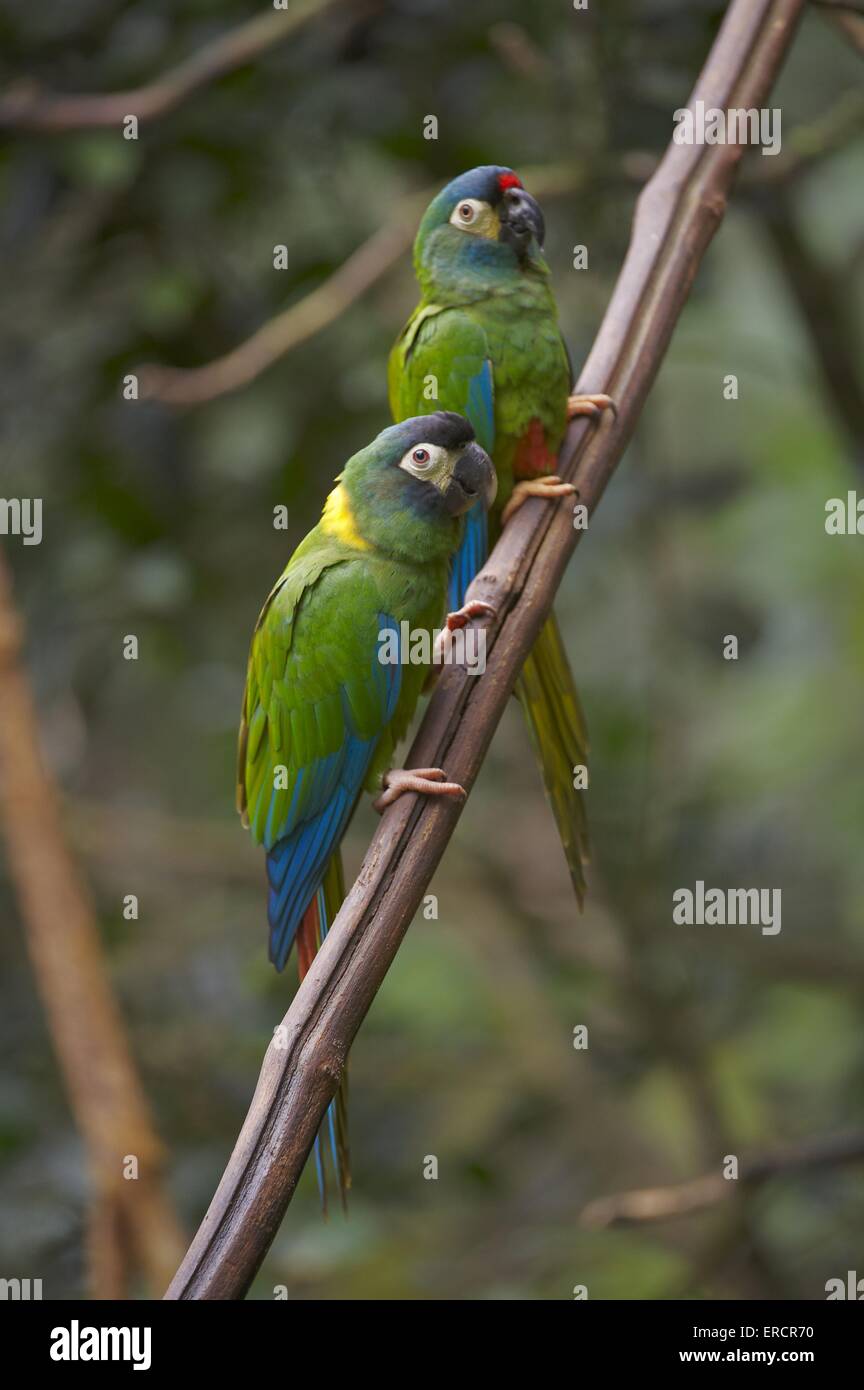Yellow Collared Macaw