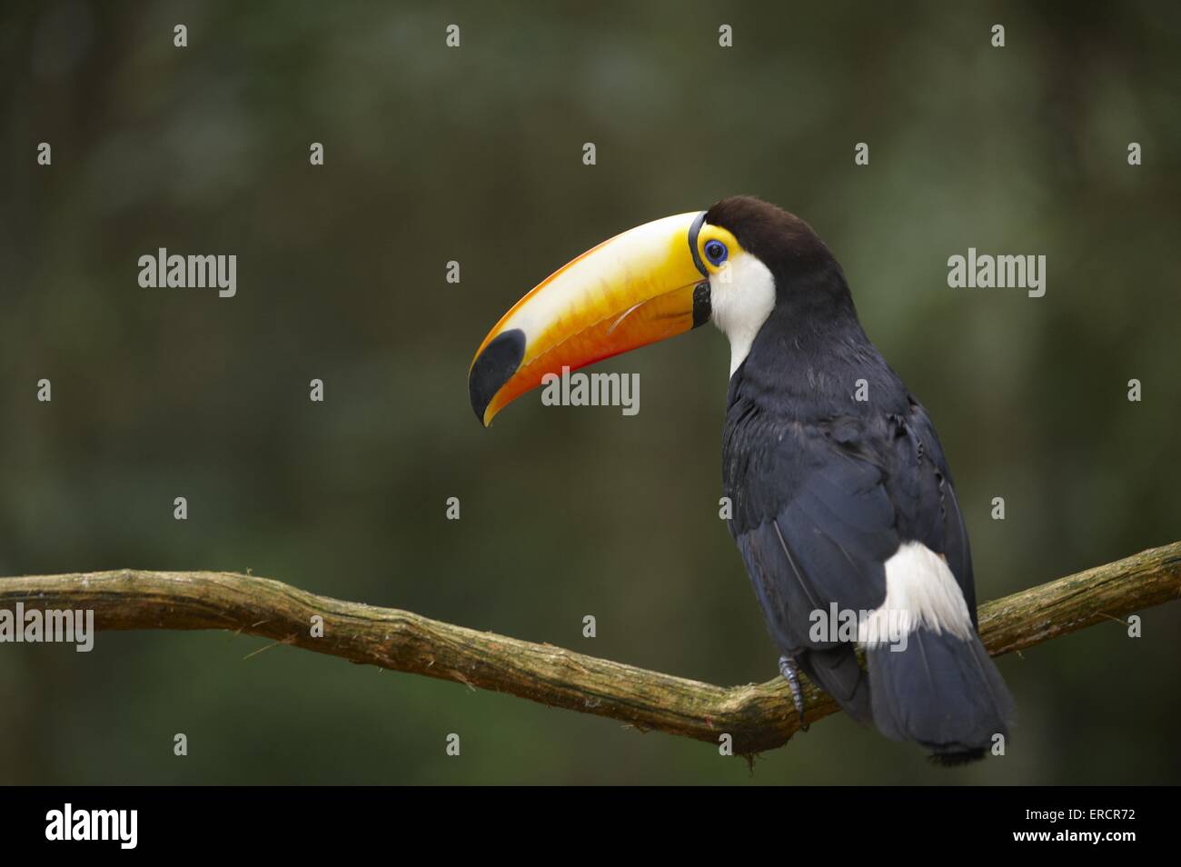 Back view of a toucan hi-res stock photography and images - Alamy