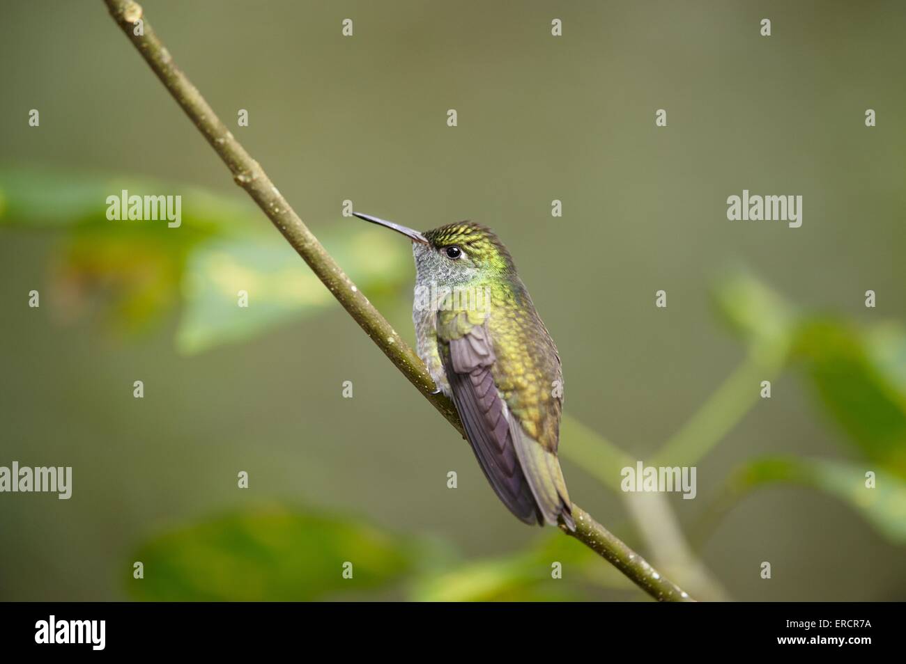 White bellied hummingbird hi-res stock photography and images - Alamy