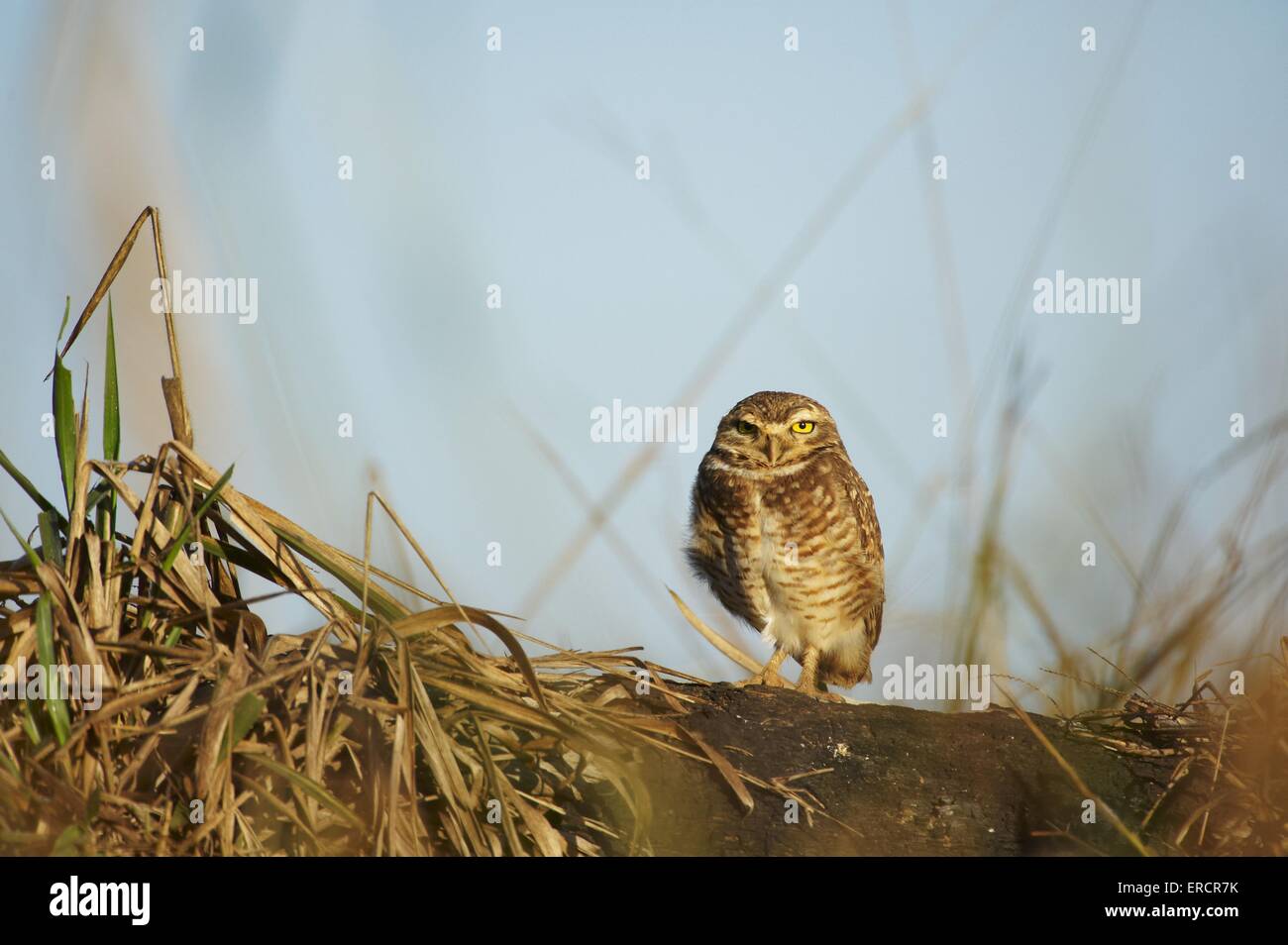 Burrowing owls tree hi-res stock photography and images - Alamy