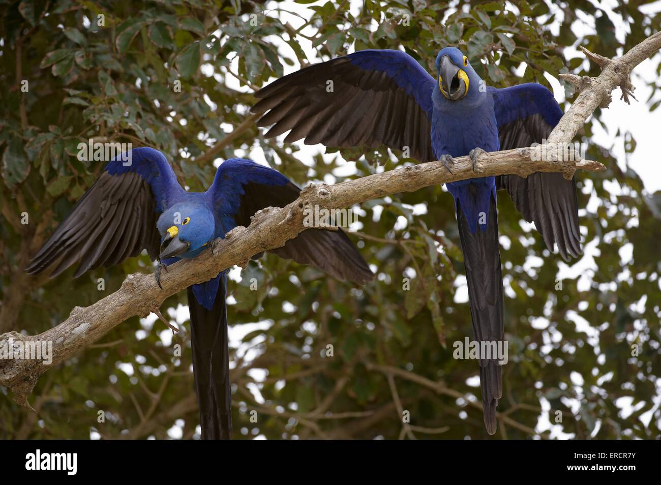Hyacinth macaw behavior hi-res stock photography and images - Alamy