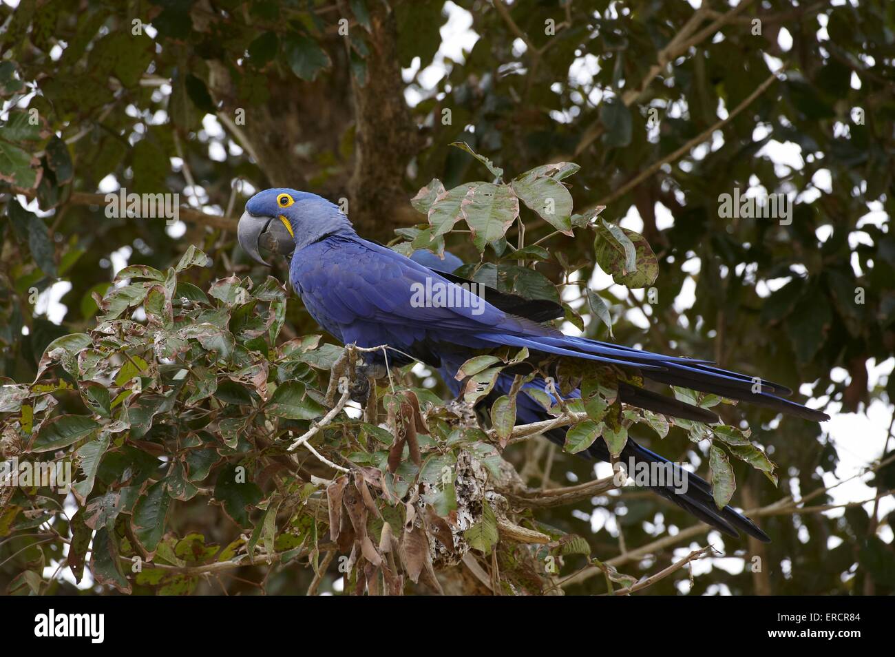 Hyacinth macaw anodorhynchus hyacinthinus adult hi-res stock ...
