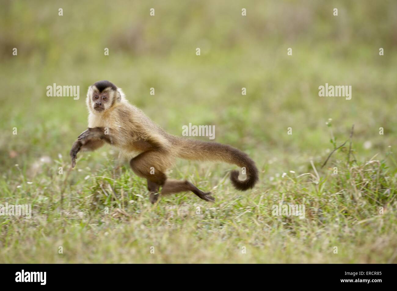 running Black-capped Capuchin Stock Photo - Alamy