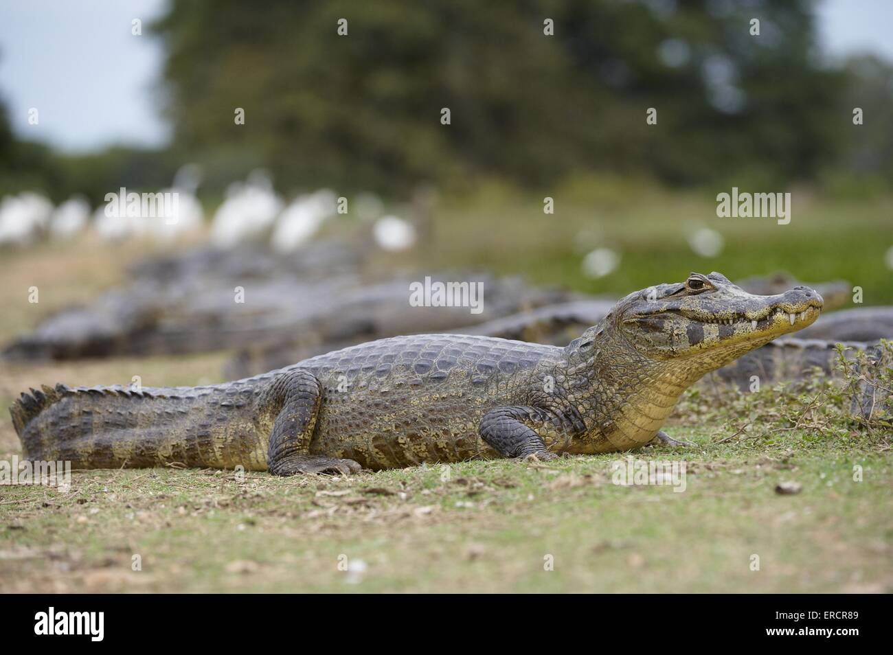 Caimans hi-res stock photography and images - Alamy