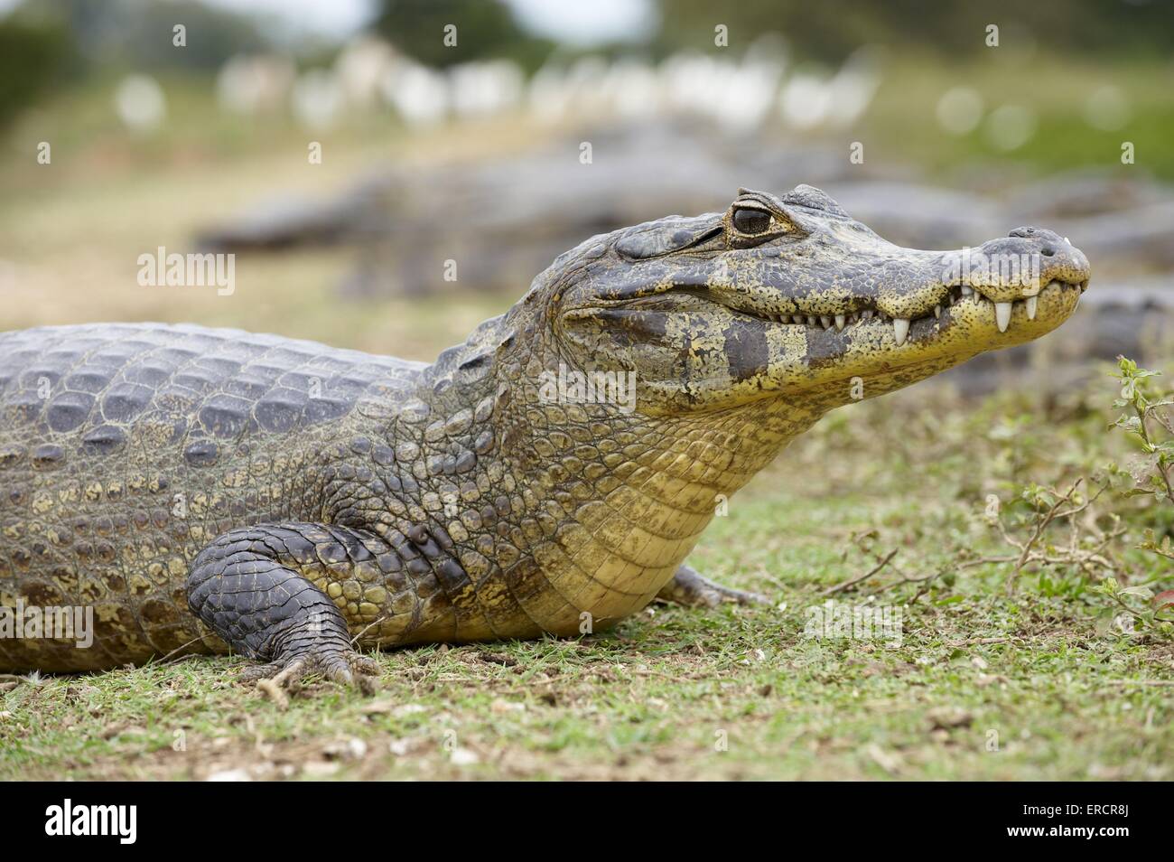 Adult caiman hi-res stock photography and images - Alamy