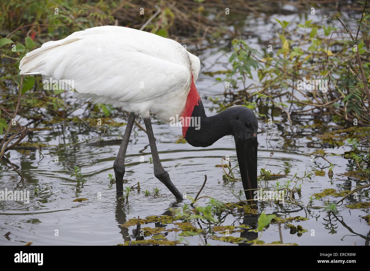 Jabirus hi-res stock photography and images - Alamy