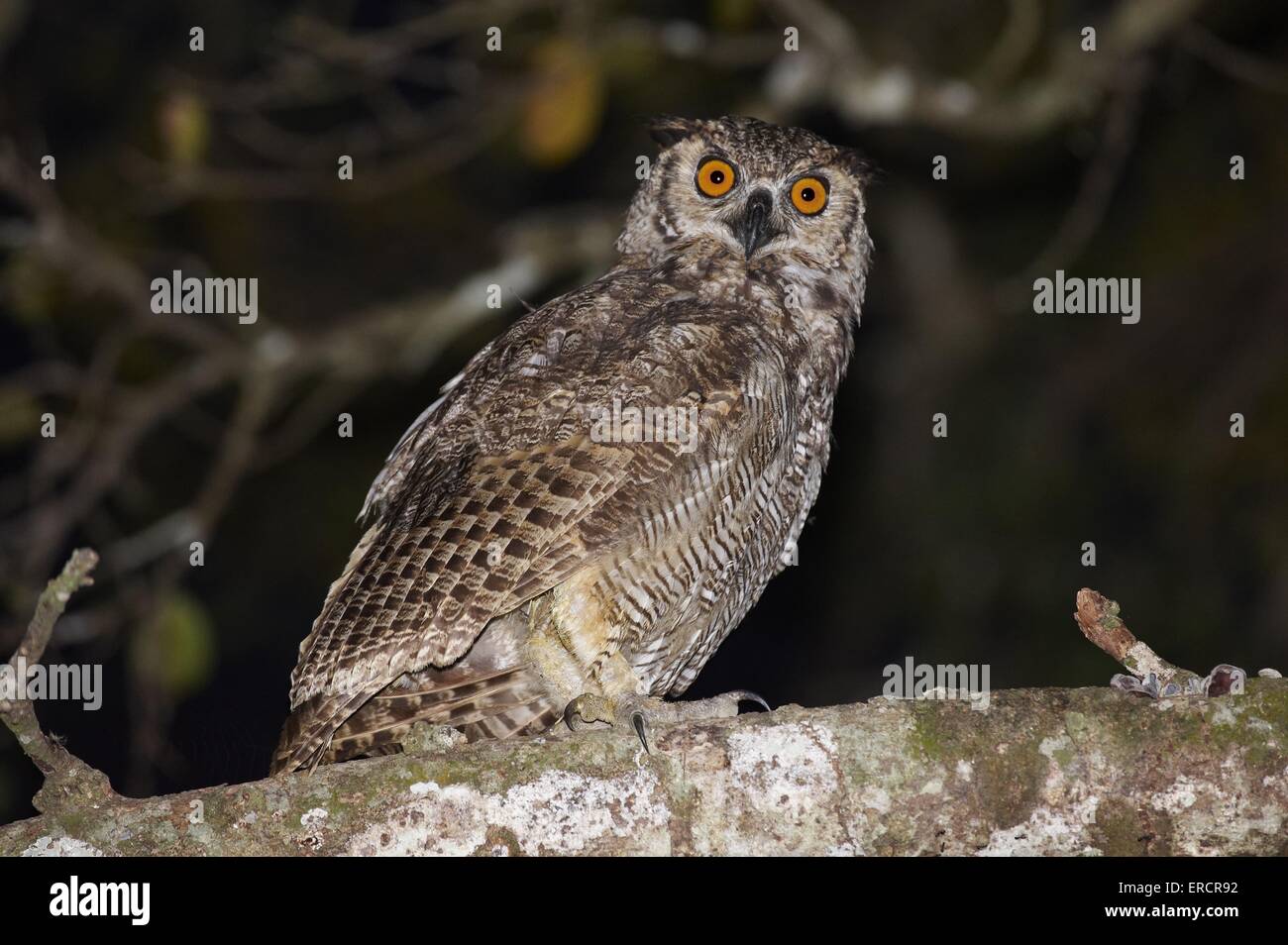 American eagle owl hi-res stock photography and images - Alamy
