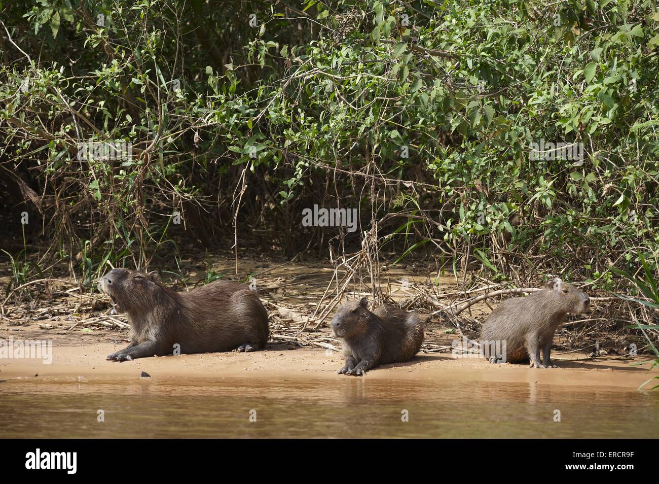 Capybaras hi-res stock photography and images - Alamy