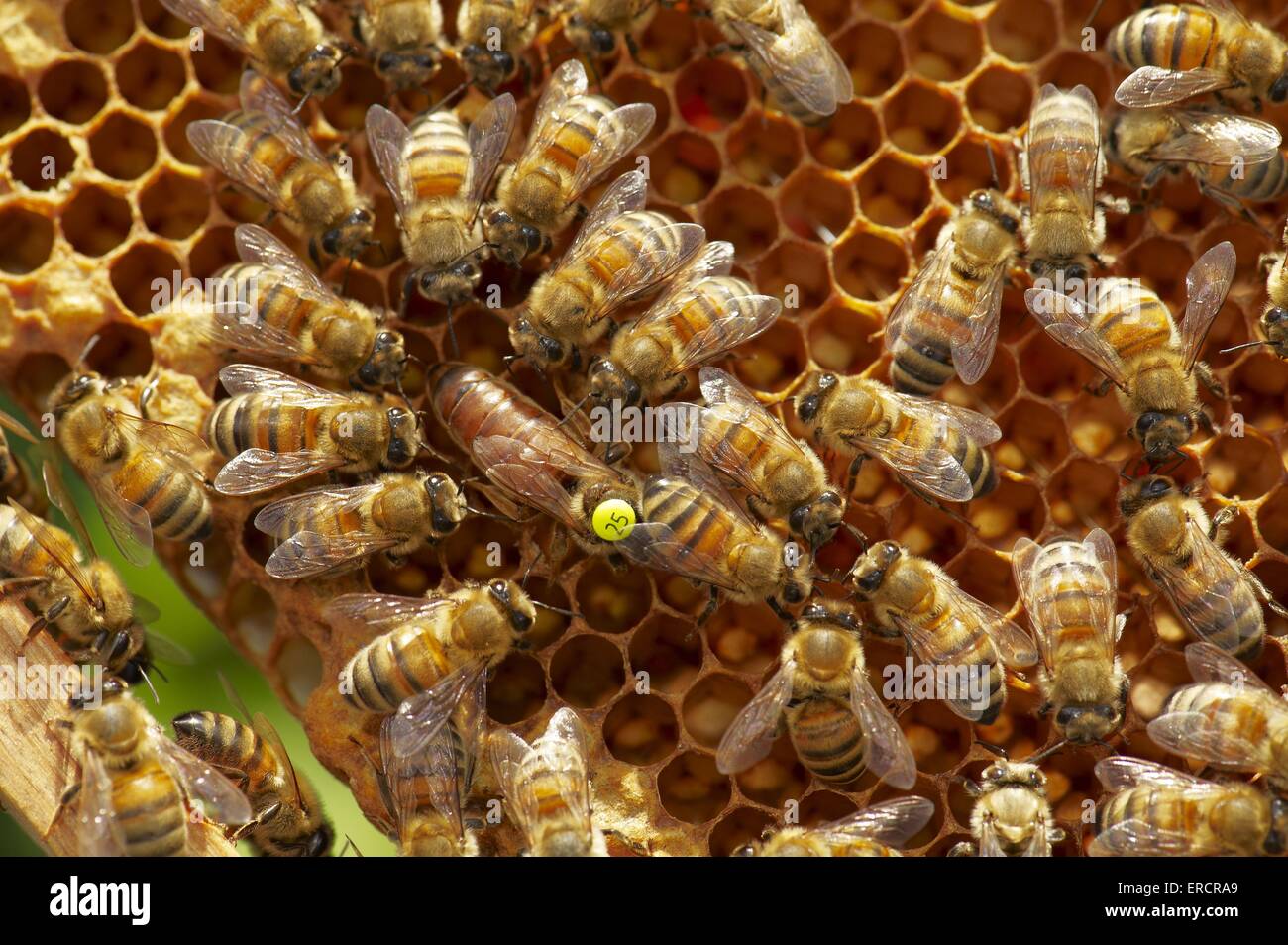 Group of honeybees hi-res stock photography and images - Alamy