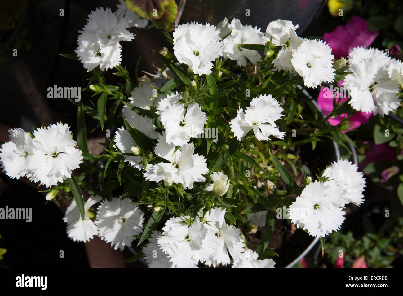 Dianthus flowering plant Stock Photo - Alamy