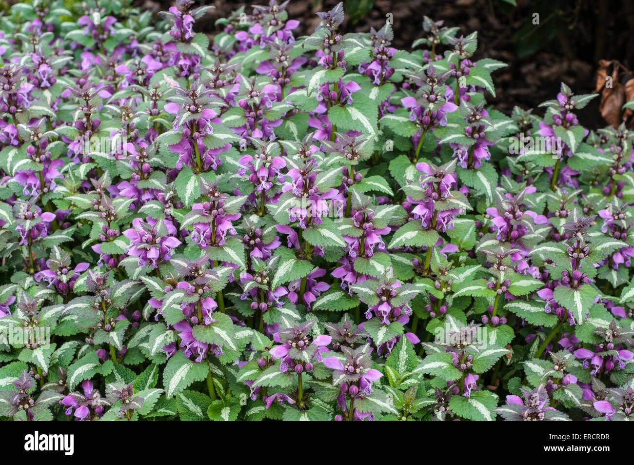 Lamium maculatum hi-res stock photography and images - Alamy