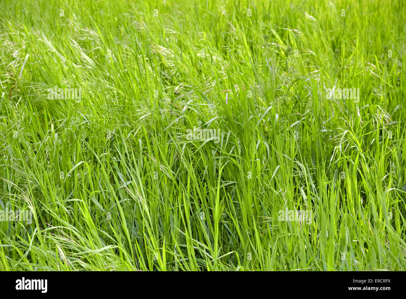 Closeup of lush green grass in a beautiful spring day Stock Photo - Alamy