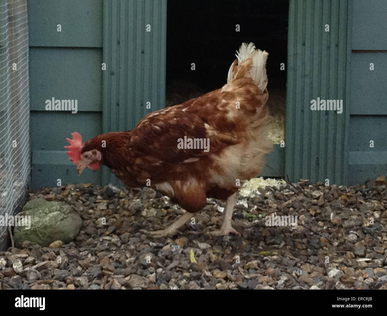 Supermarkets where up to 78% of fresh chickens are contaminated with ...