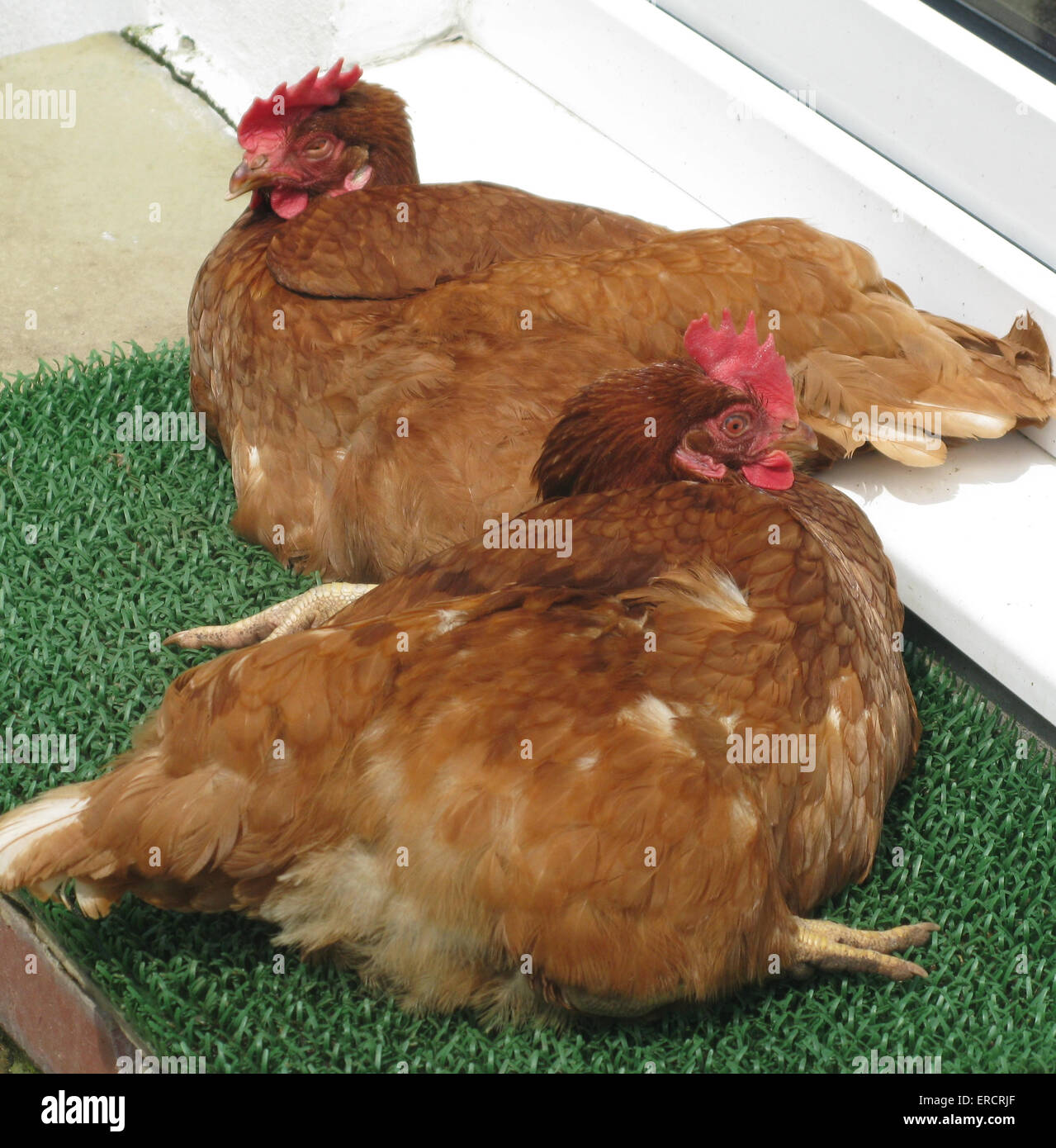 Supermarkets where up to 78% of fresh chickens are contaminated with ...