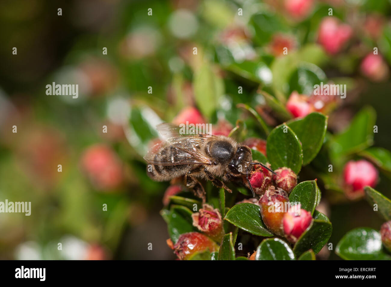 honey bee worker drinking sucking up nectar with proboscis on ...