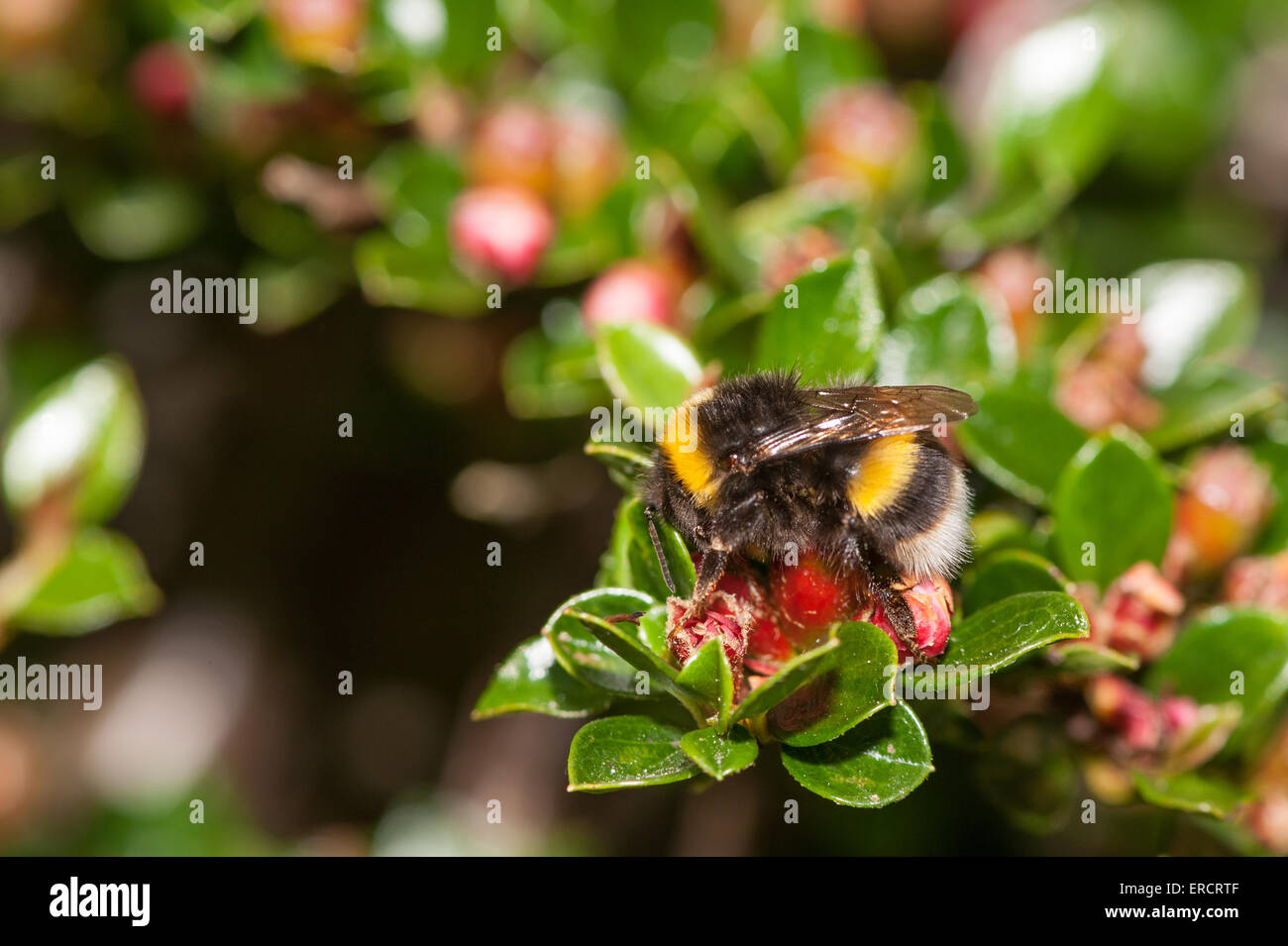 busy worker buff tailed bumblebee seeking nectar on red cotoneaster ...