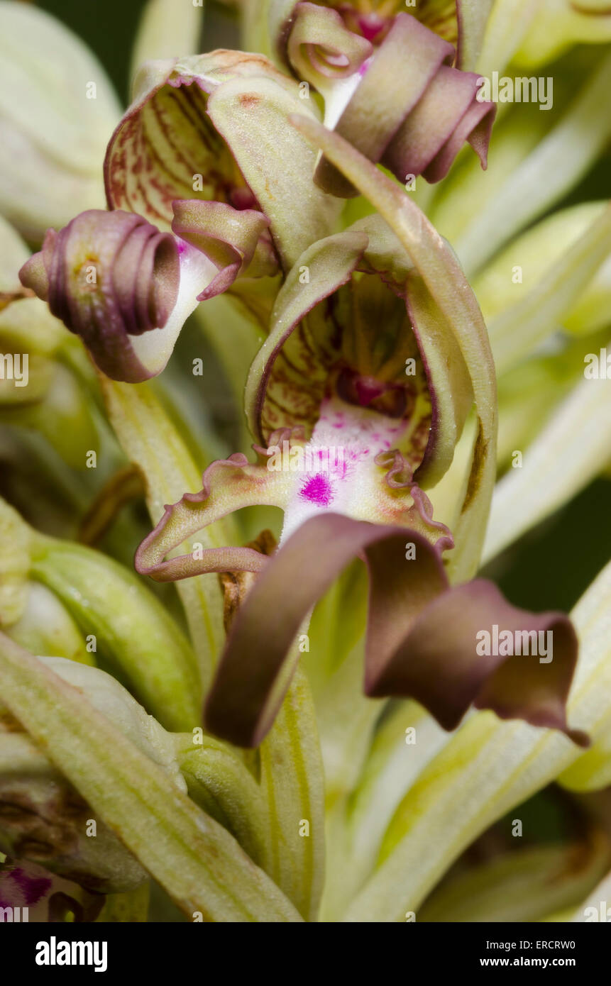 Lizard orchid (Himantoglossum Hircinum) blooming Stock Photo - Alamy