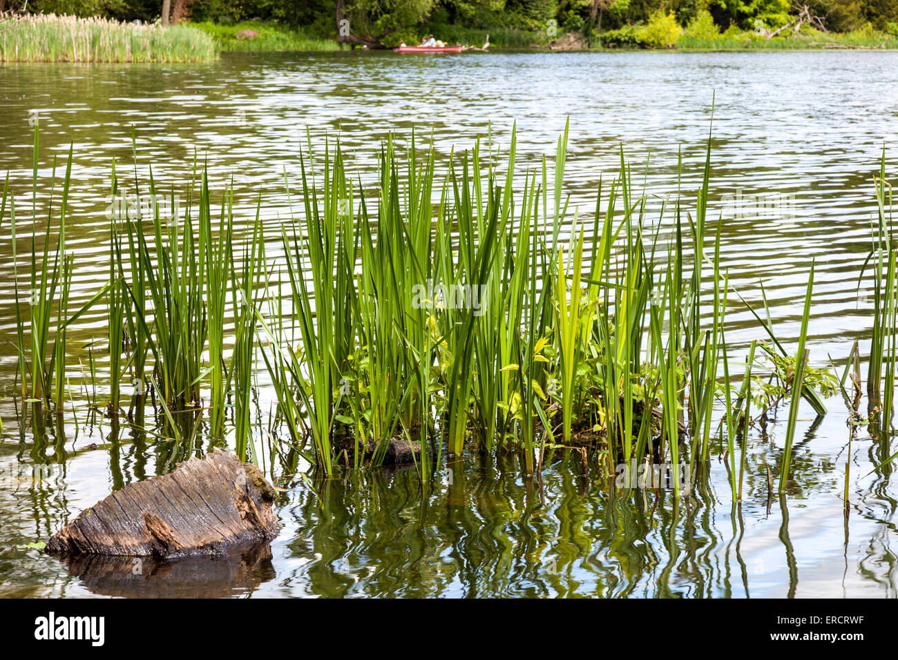 Reeds growing in the shallow waters of The Mere, Ellesmere (known as ...