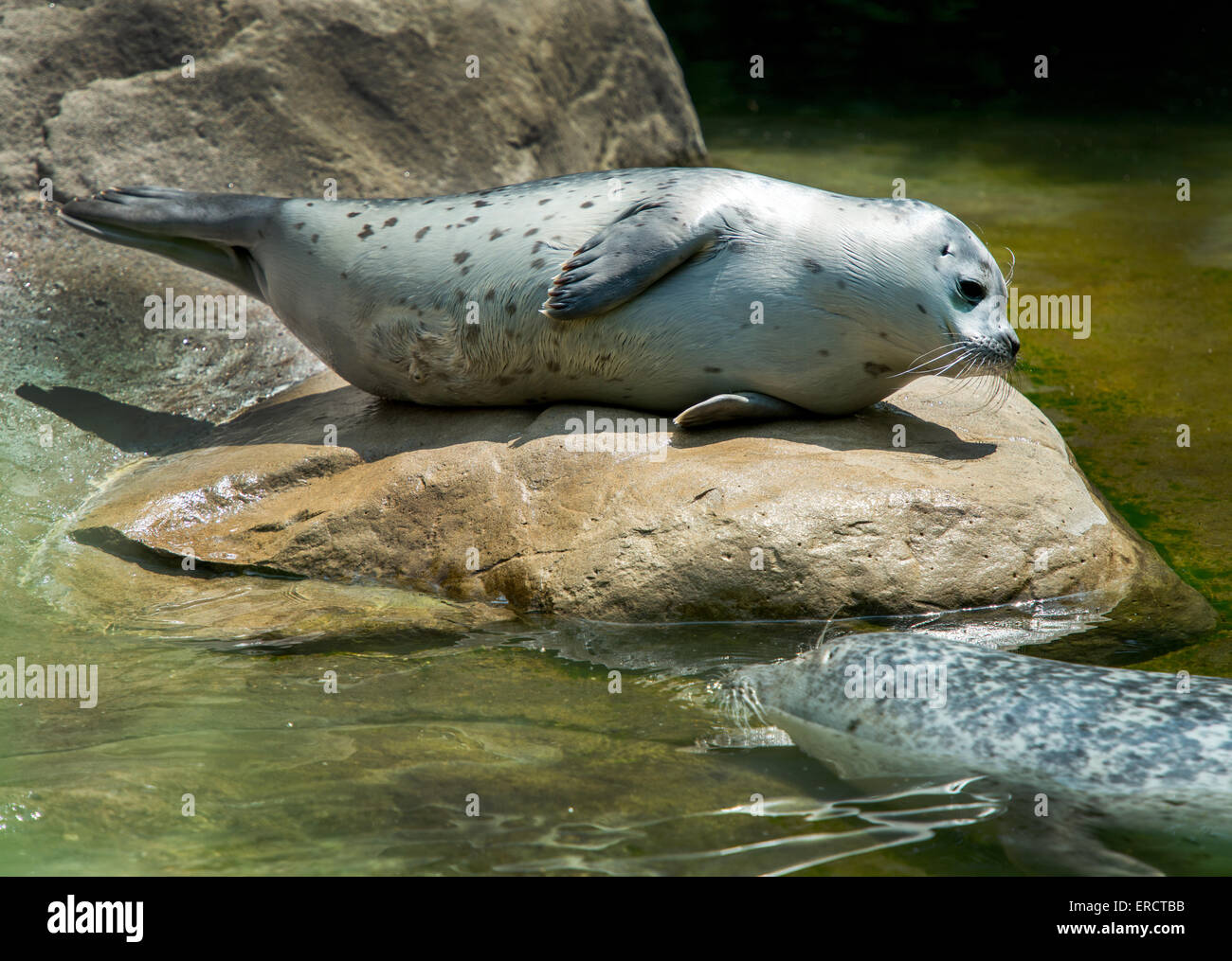 Animal sunbath hi-res stock photography and images - Alamy