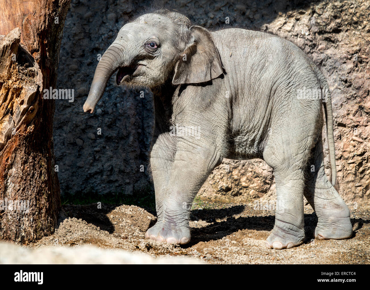 Cute elephant calf Stock Photo - Alamy