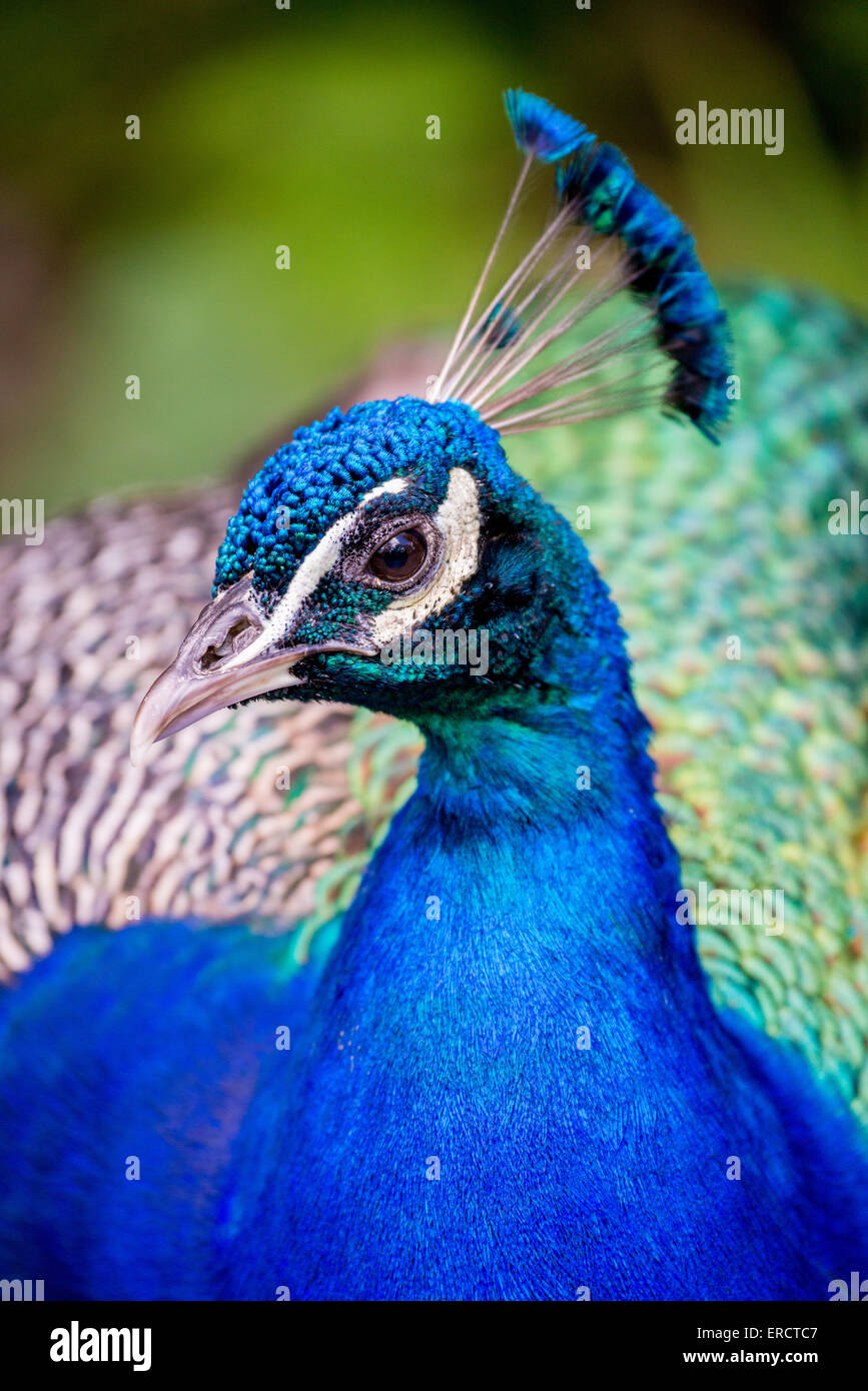 Blauer peafowl hi-res stock photography and images - Alamy
