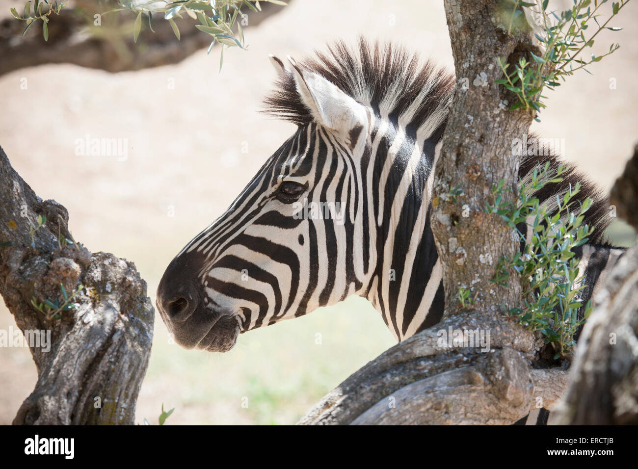 Beautiful zebra picture hi-res stock photography and images - Alamy