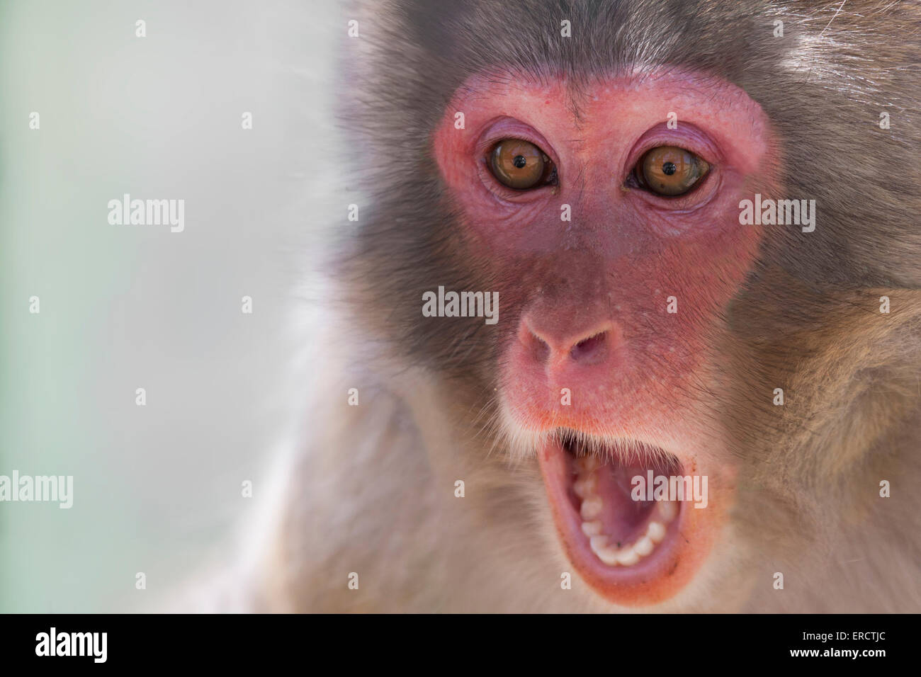 Picture of the face of a monkey with a surprise expression Stock Photo ...