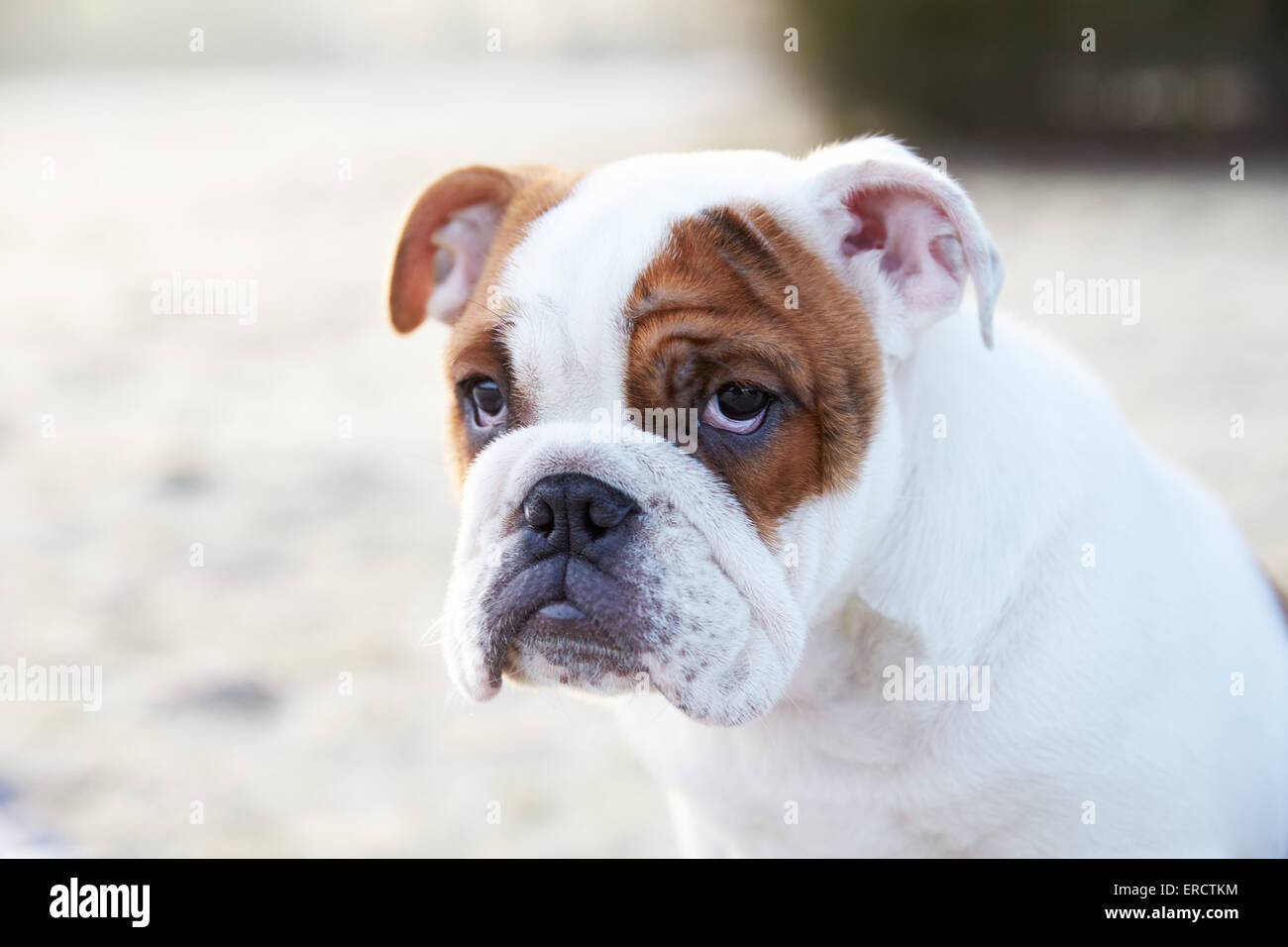 English Bulldog Puppy In Frosty Landscape Stock Photo - Alamy