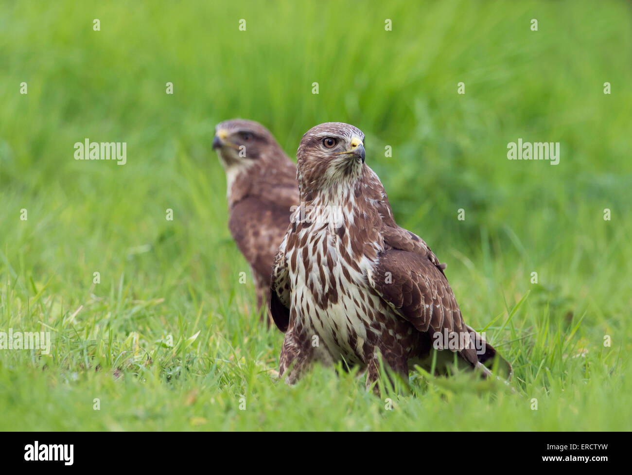 Pair of wild Common Buzzards, Buteo buteo (Male and Female) on ground ...
