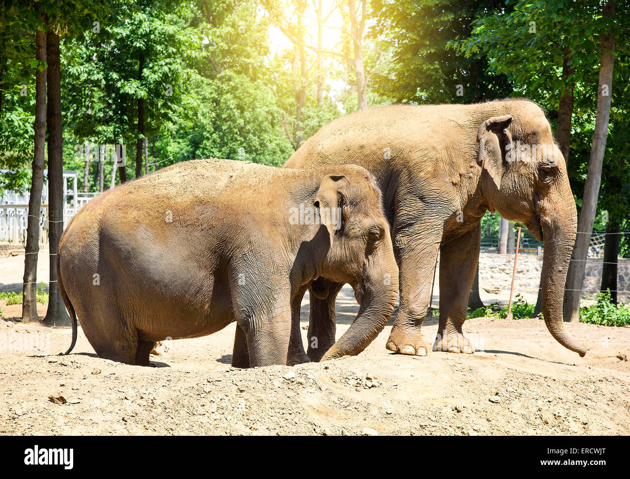Indian elephant trunk hug hi-res stock photography and images - Alamy