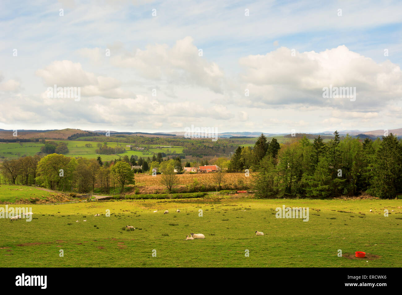 Farmland with farm buildings, grazing field and sheep in Scottish ...
