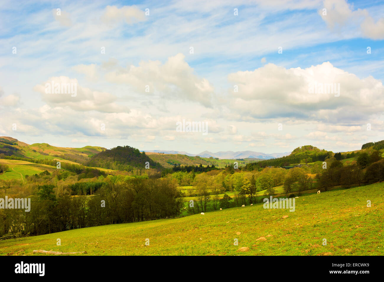 Rural landscape in Scottish Highlands with forests and grazing fields ...