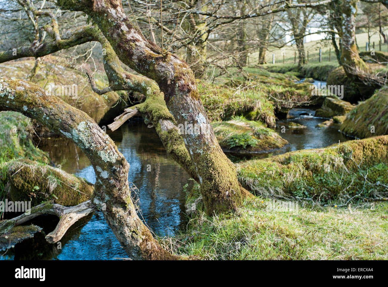 trees bending over the De lank river near Bradford on Bodmin moor ...