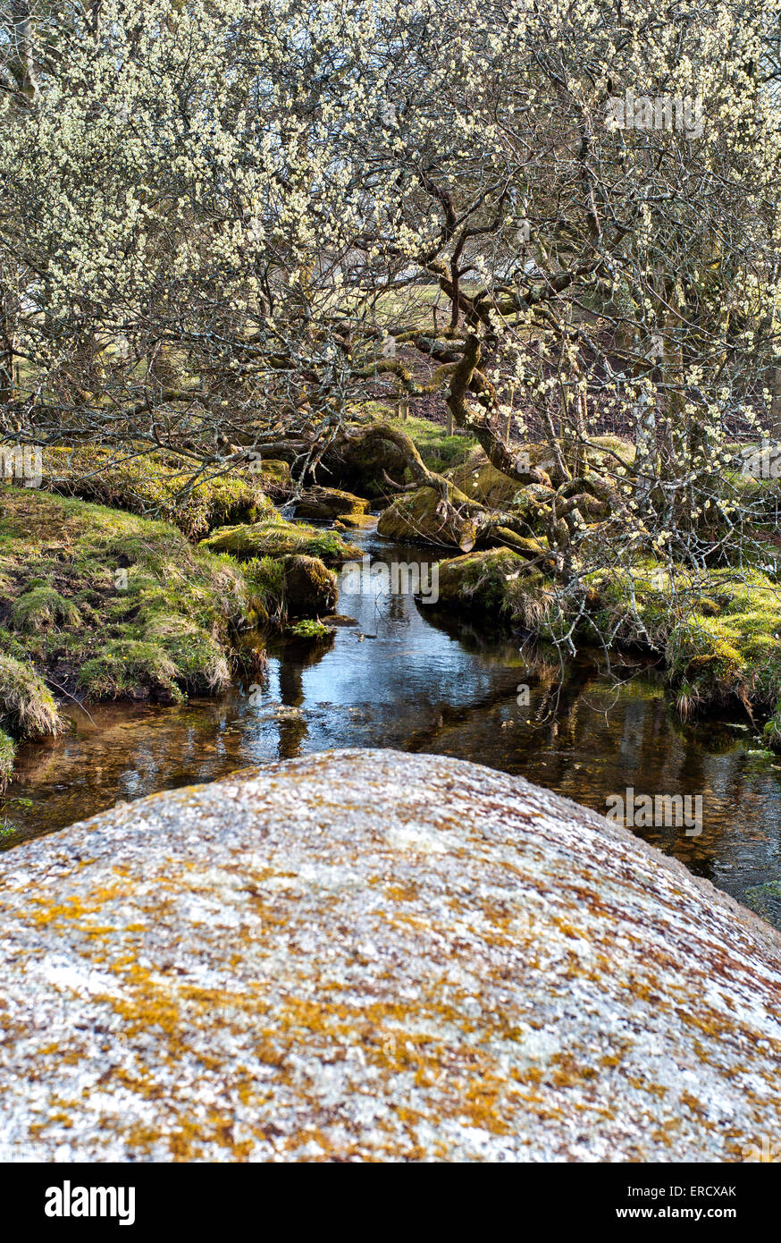 Moss covered Granite boulder on the De lank river near Bradford on ...