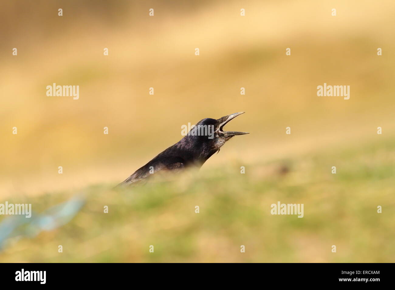 black crow singing in green field ( Corvus frugilegus Stock Photo - Alamy