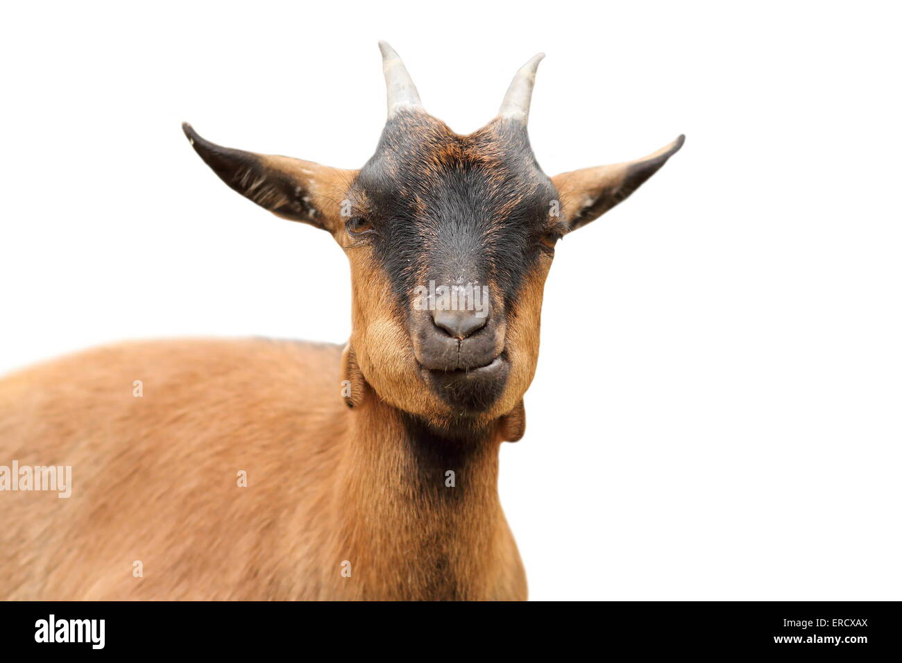 closeup of brown goat looking at the camera, isolation over white ...
