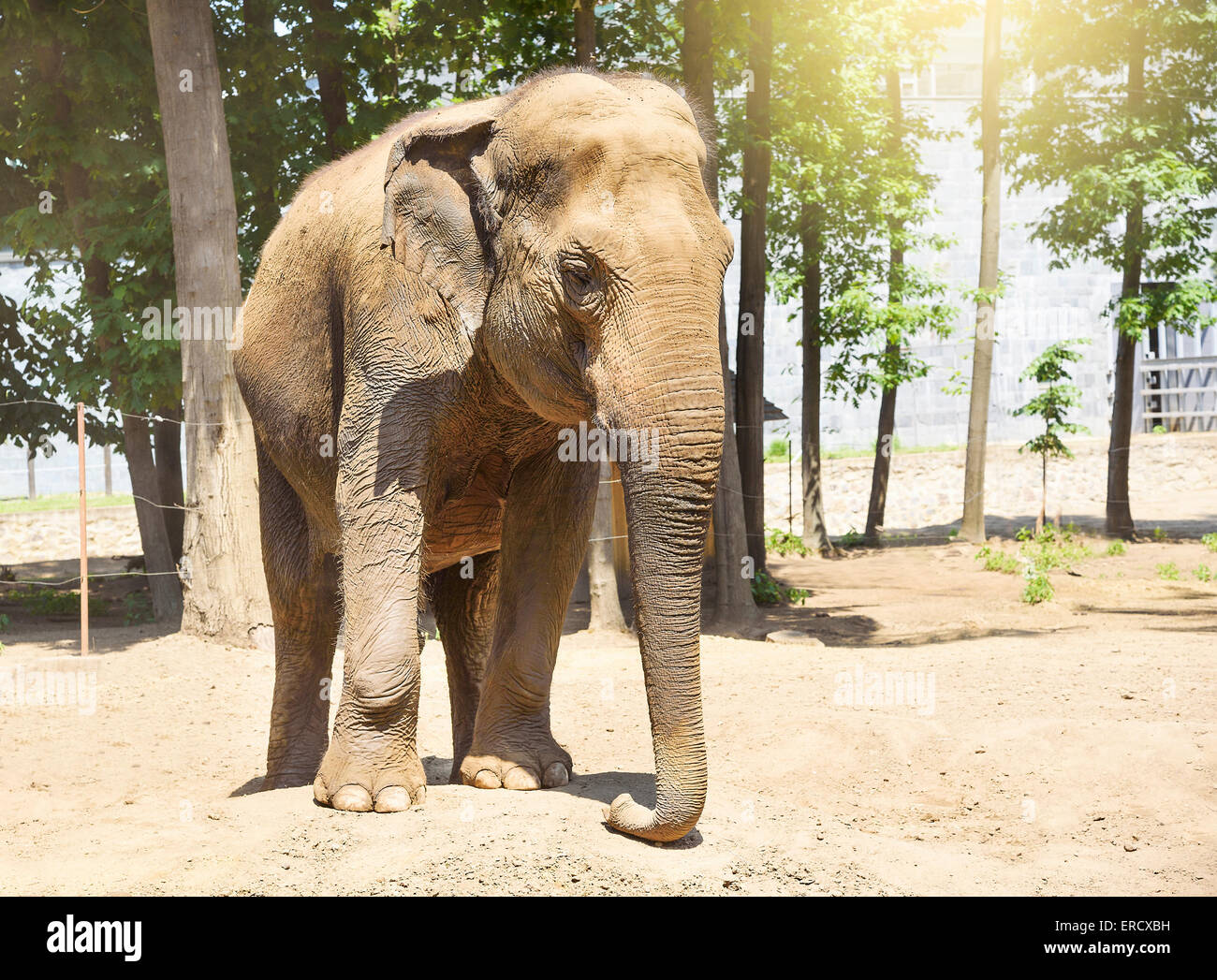 Elephant full body hi-res stock photography and images - Alamy