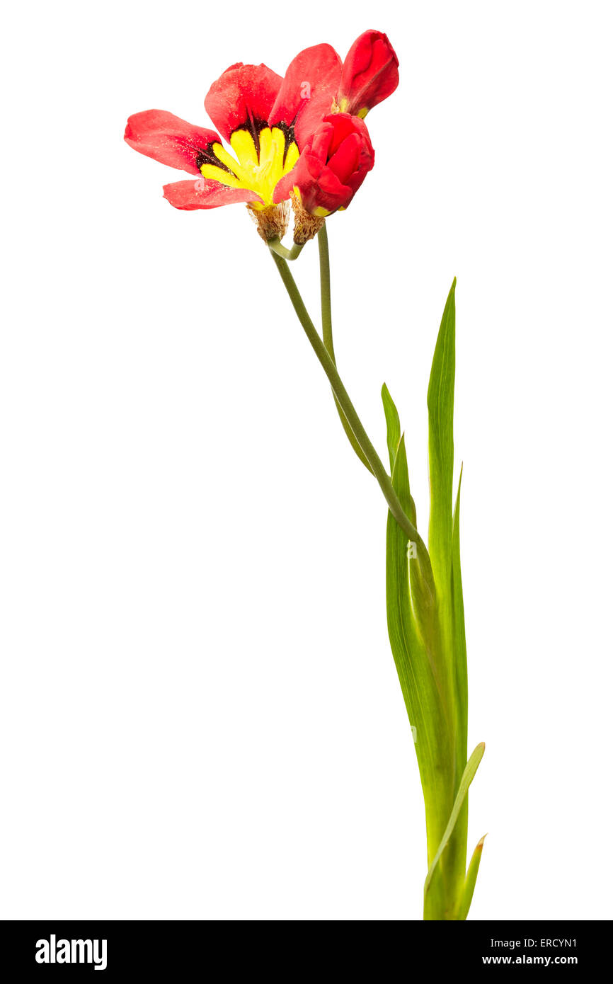 Sparaxis hi-res stock photography and images - Alamy