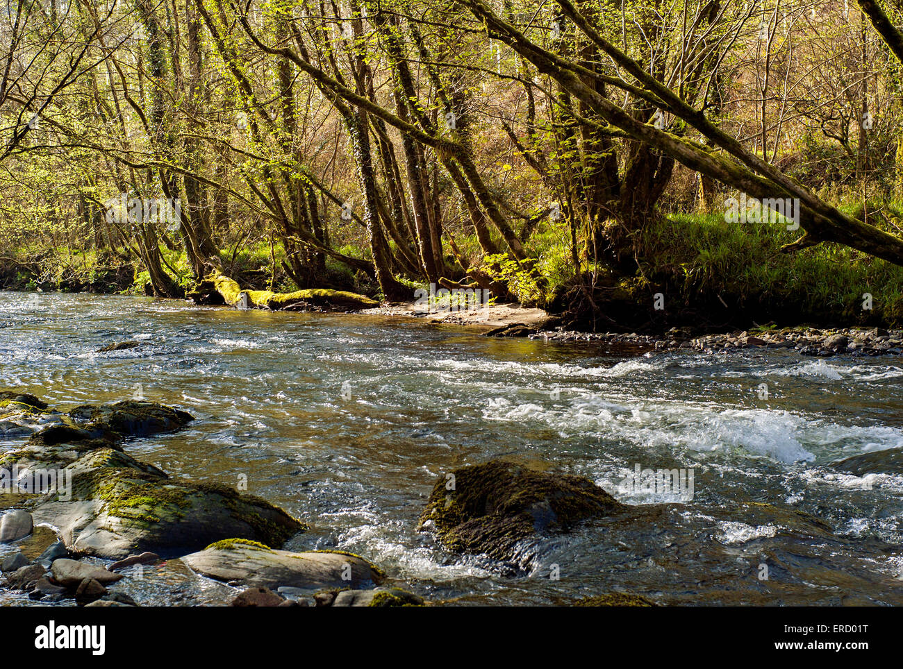 Fast Flowing River Uk High Resolution Stock Photography and Images - Alamy