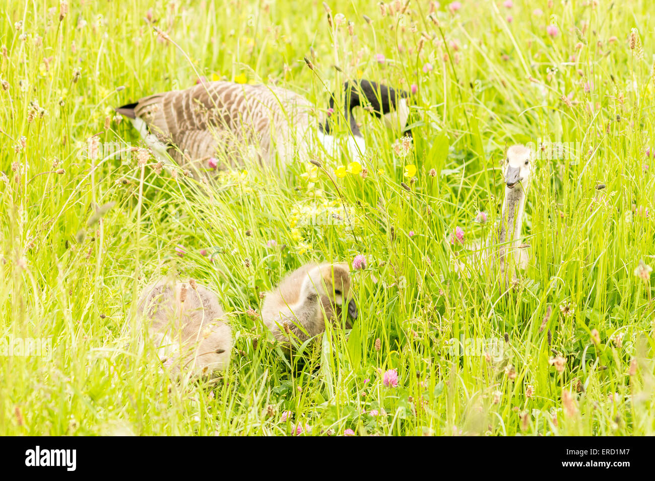 Canadian Geese Ducklings Stock Photo - Alamy