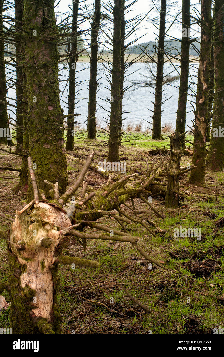 Fallen tree,Crowdy Lake woods a small reservoir on the edge of Bodmin ...