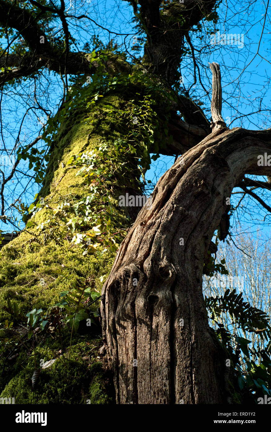 tree trunk in sunlight Stock Photo - Alamy