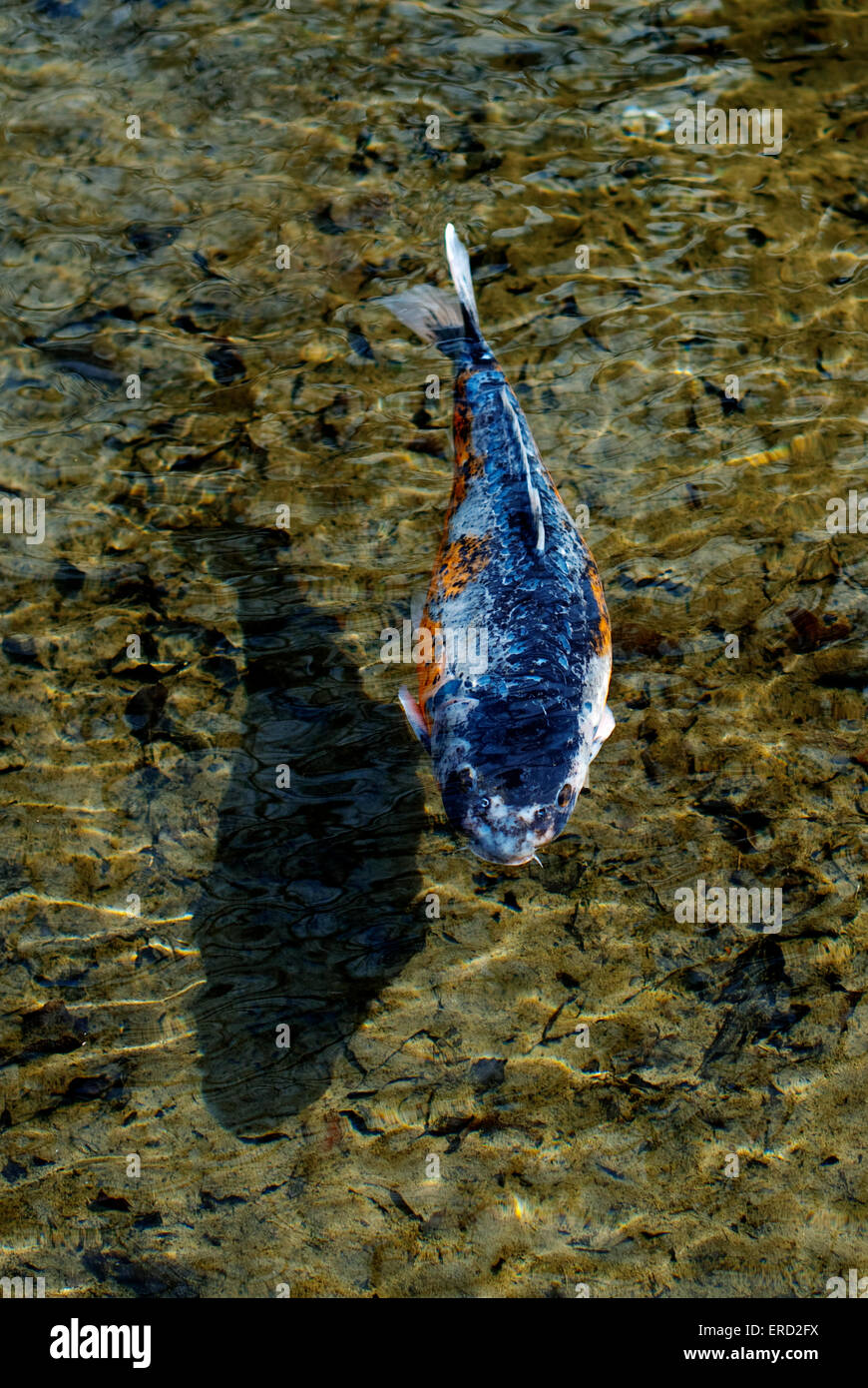 Image of a Koi Carp with blue and orange highlights of colour, swimming ...