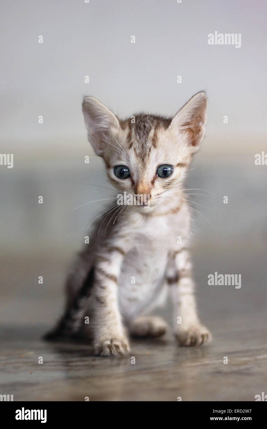 My little kitten Stock Photo - Alamy