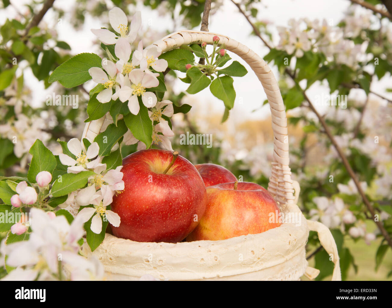 Apples in a white basket in a flowering apple tree in spring Stock ...