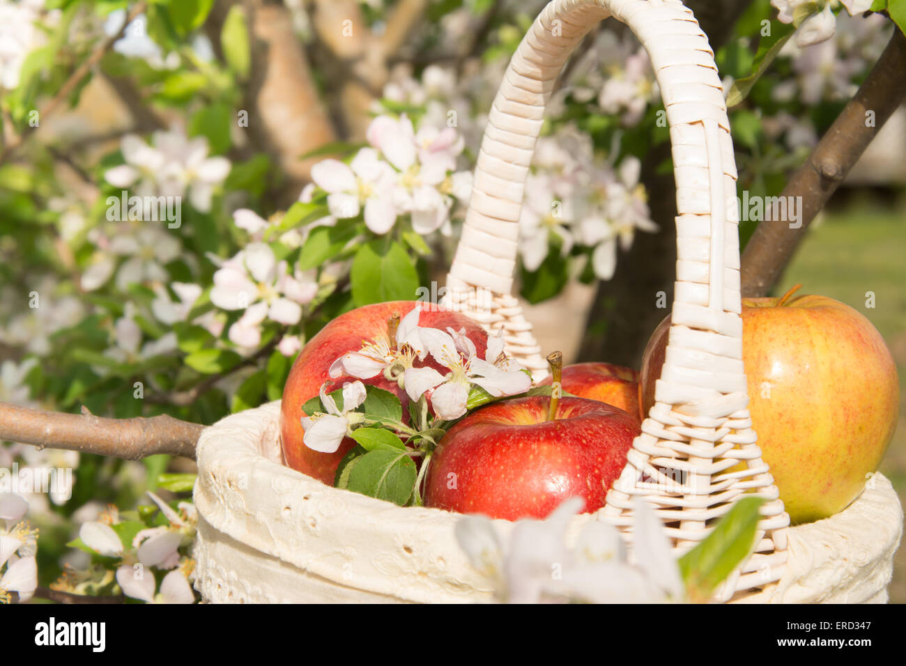 Basket with apples in a blooming apple tree Stock Photo - Alamy