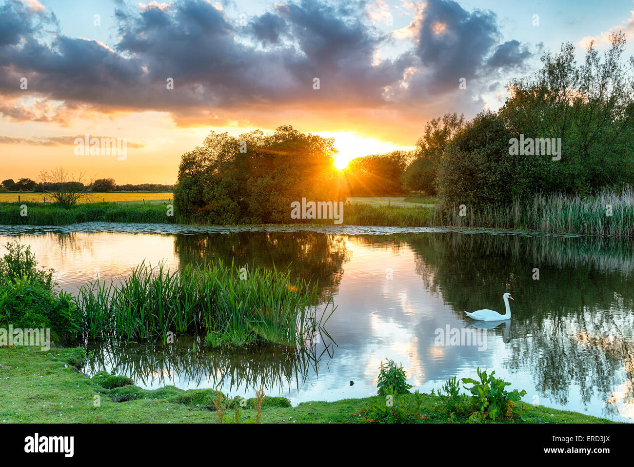 The river Stour at Wimborne in Dorset Stock Photo - Alamy