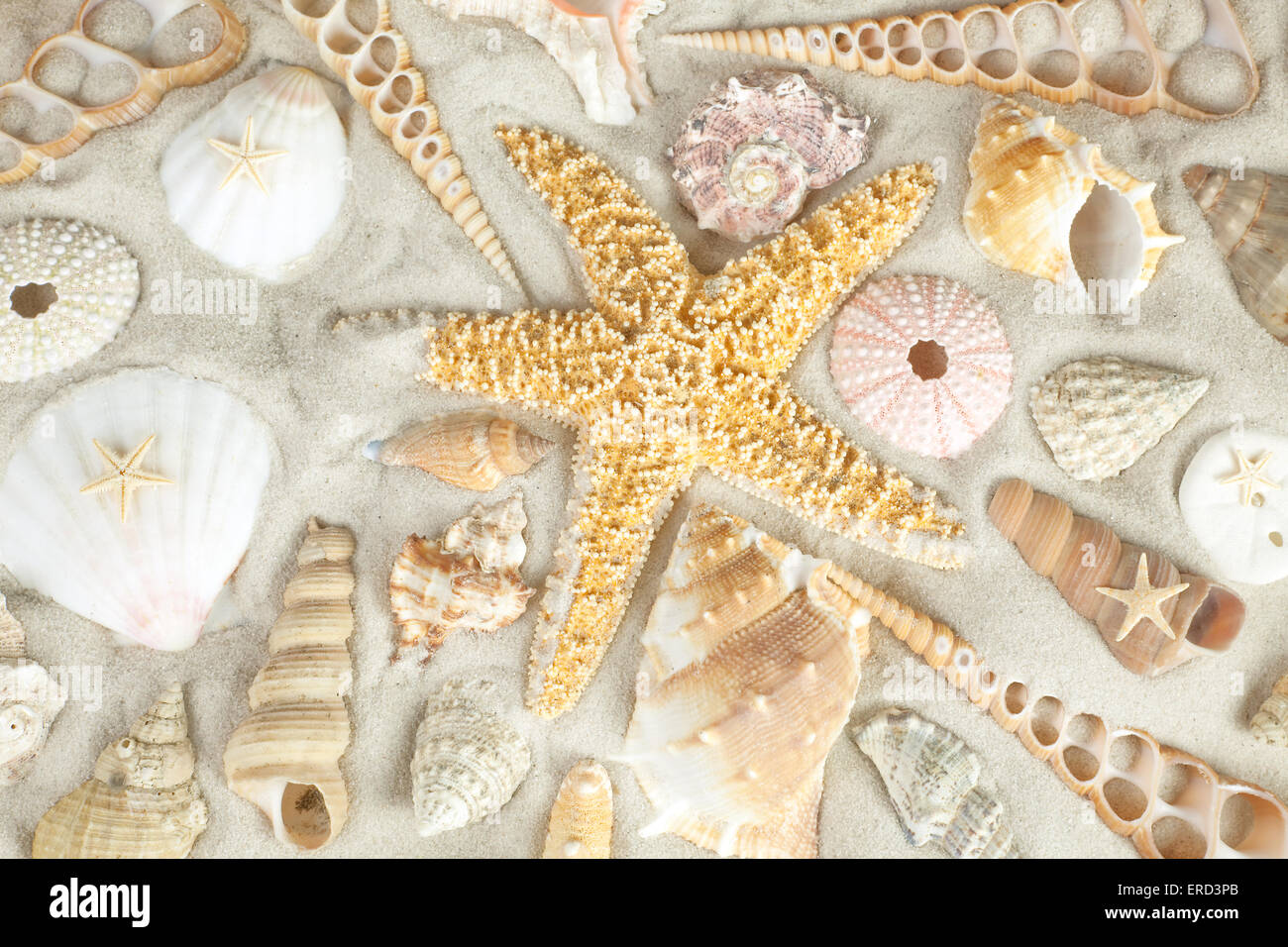 Assorted seashells on a sandy beach filling the frame Stock Photo - Alamy